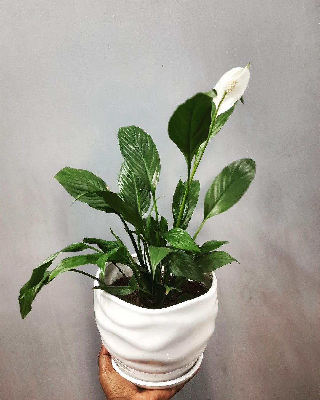 Peace Lily Care and Growing Guide | Plantcarefully