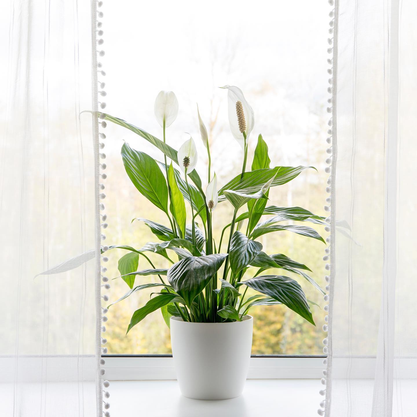 Peace Lily Care and Growing Guide | Plantcarefully