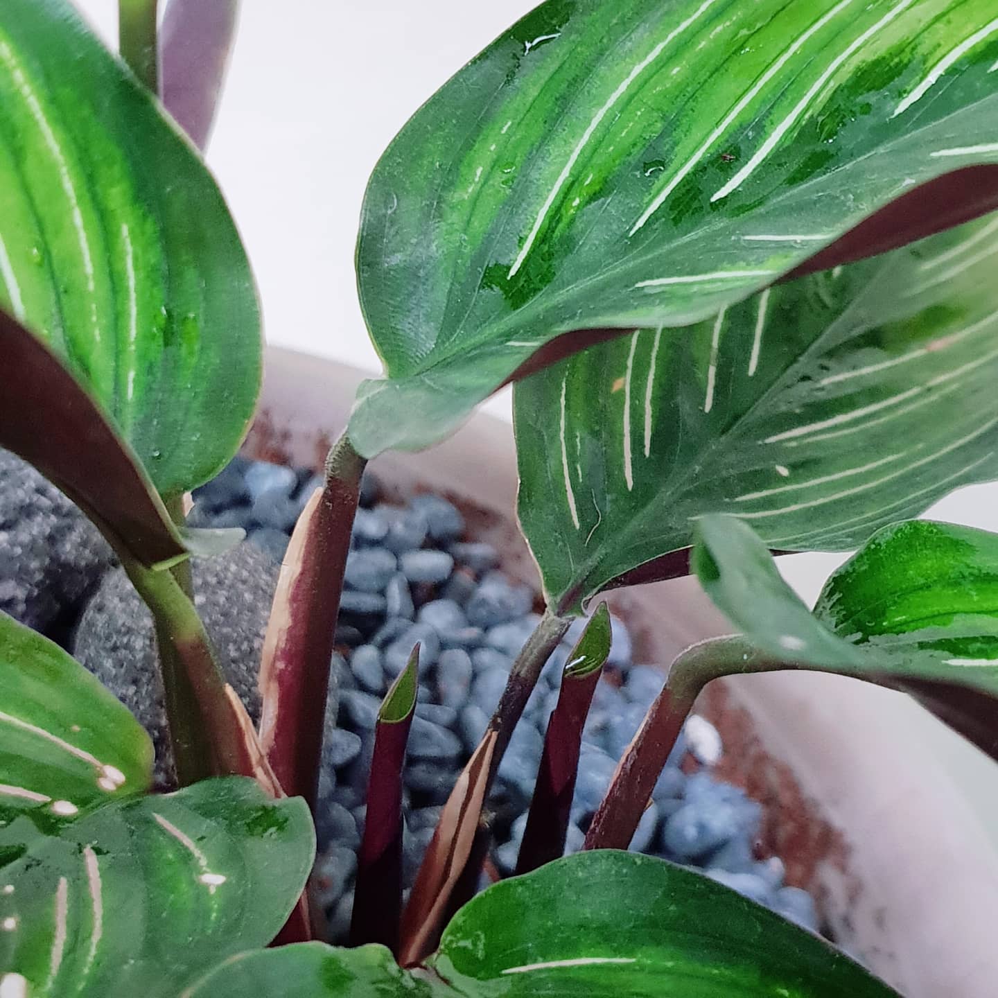 Peacock Plant: Care & Propagation Guide! | Plantcarefully