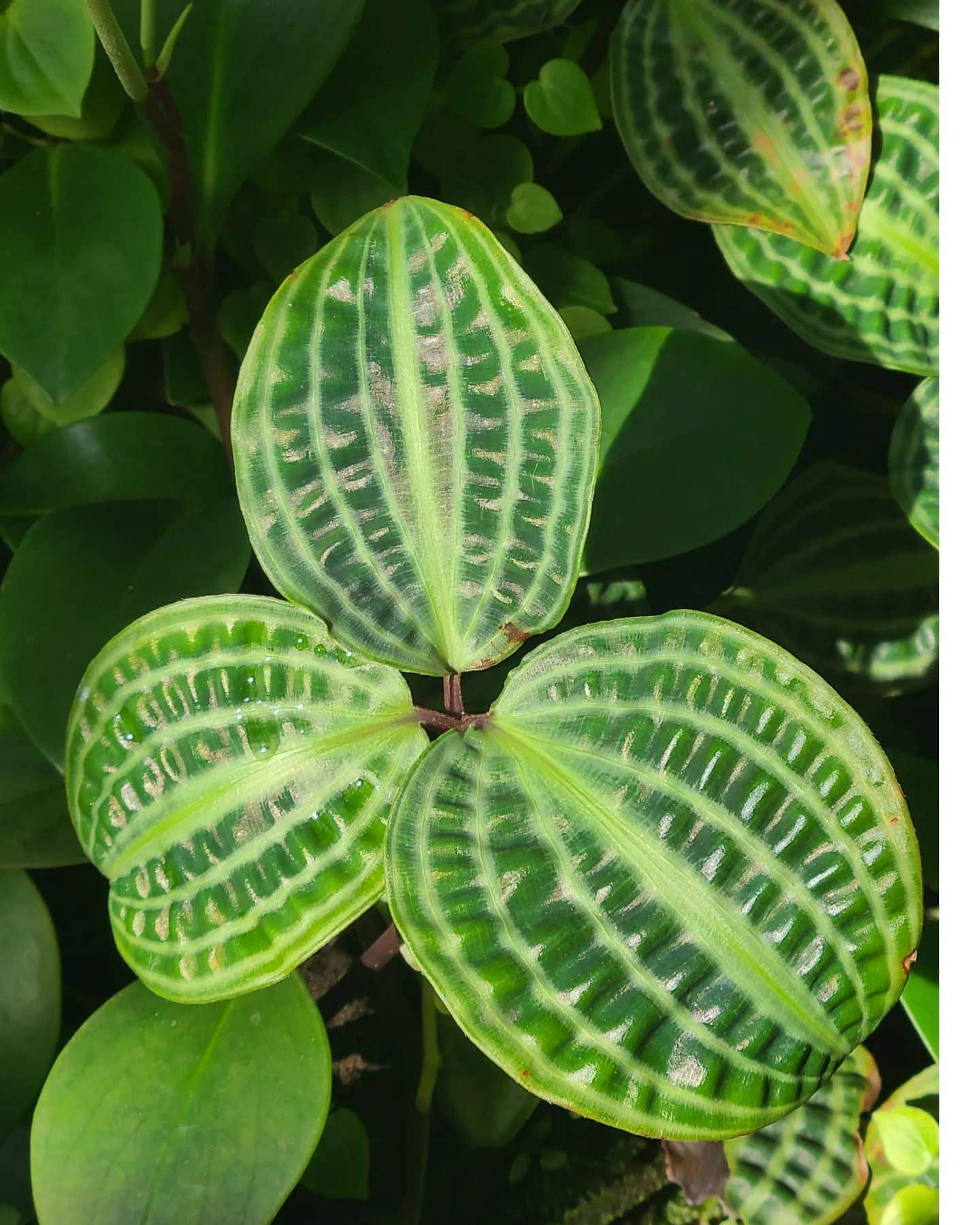 Peperomia Plants: How to Care and Find Your Perfect Plant | Plantcarefully