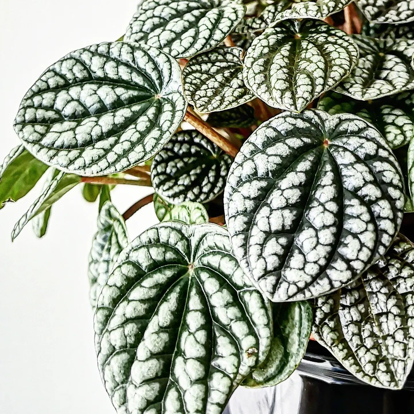 Peperomia Plants: How to Care and Find Your Perfect Plant | Plantcarefully
