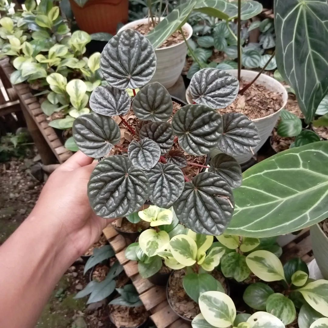 How to Grow Peperomia Caperata Indoors | Plantcarefully