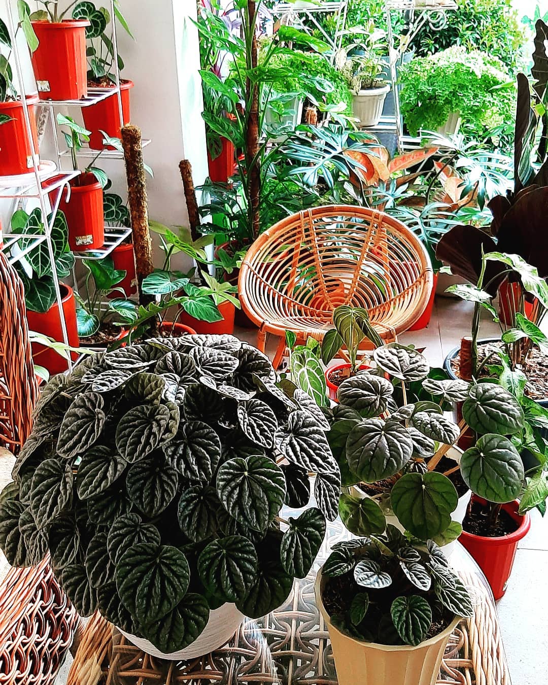 How to Grow Peperomia Caperata Indoors | Plantcarefully