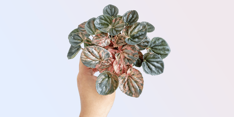 How to Grow Peperomia Caperata Indoors | Plantcarefully