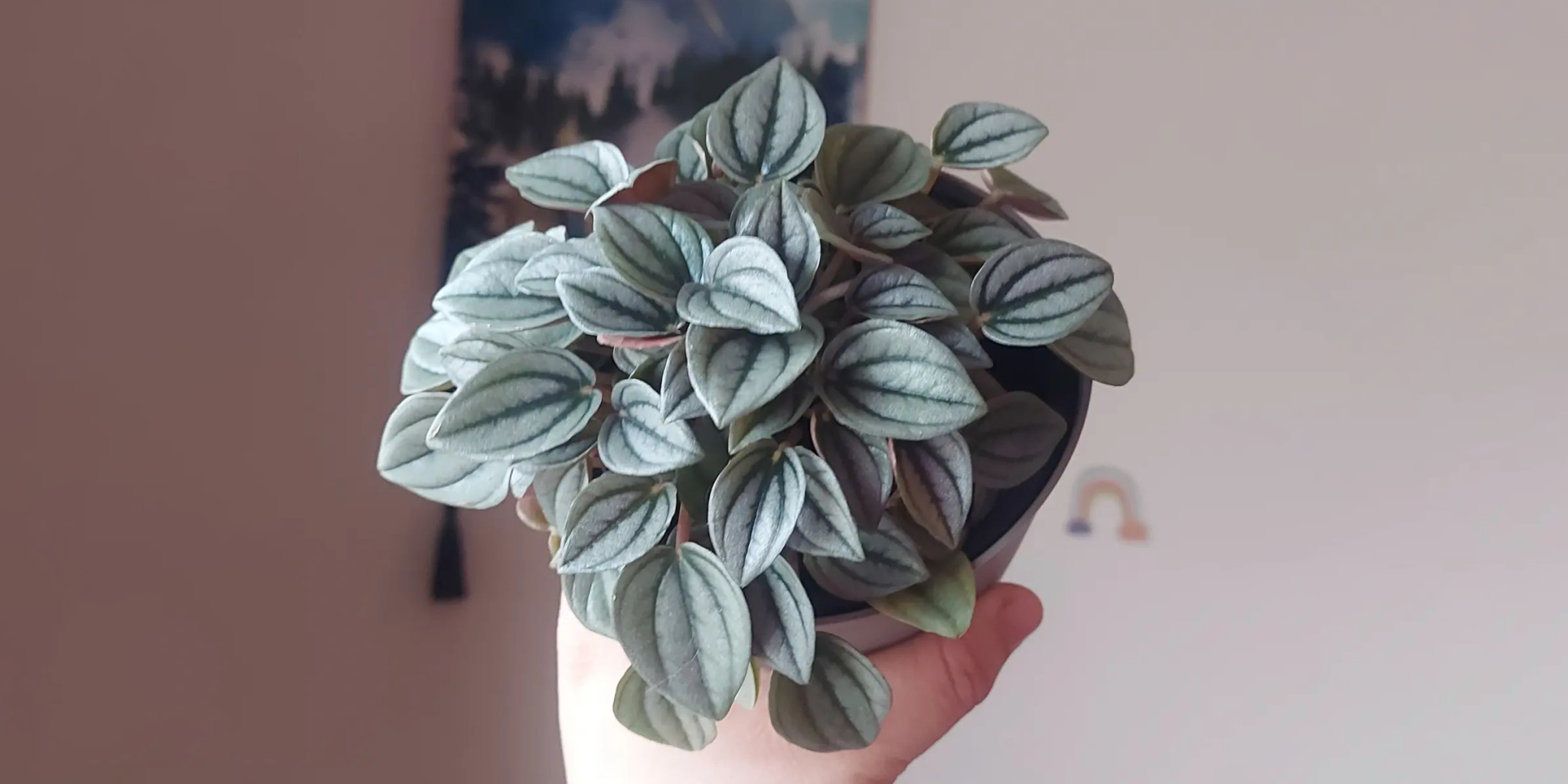 Peperomia Plants: How to Care and Find Your Perfect Plant | Plantcarefully