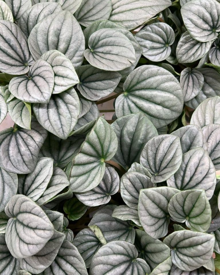 Peperomia Frost Care and Growing Guide | Plantcarefully