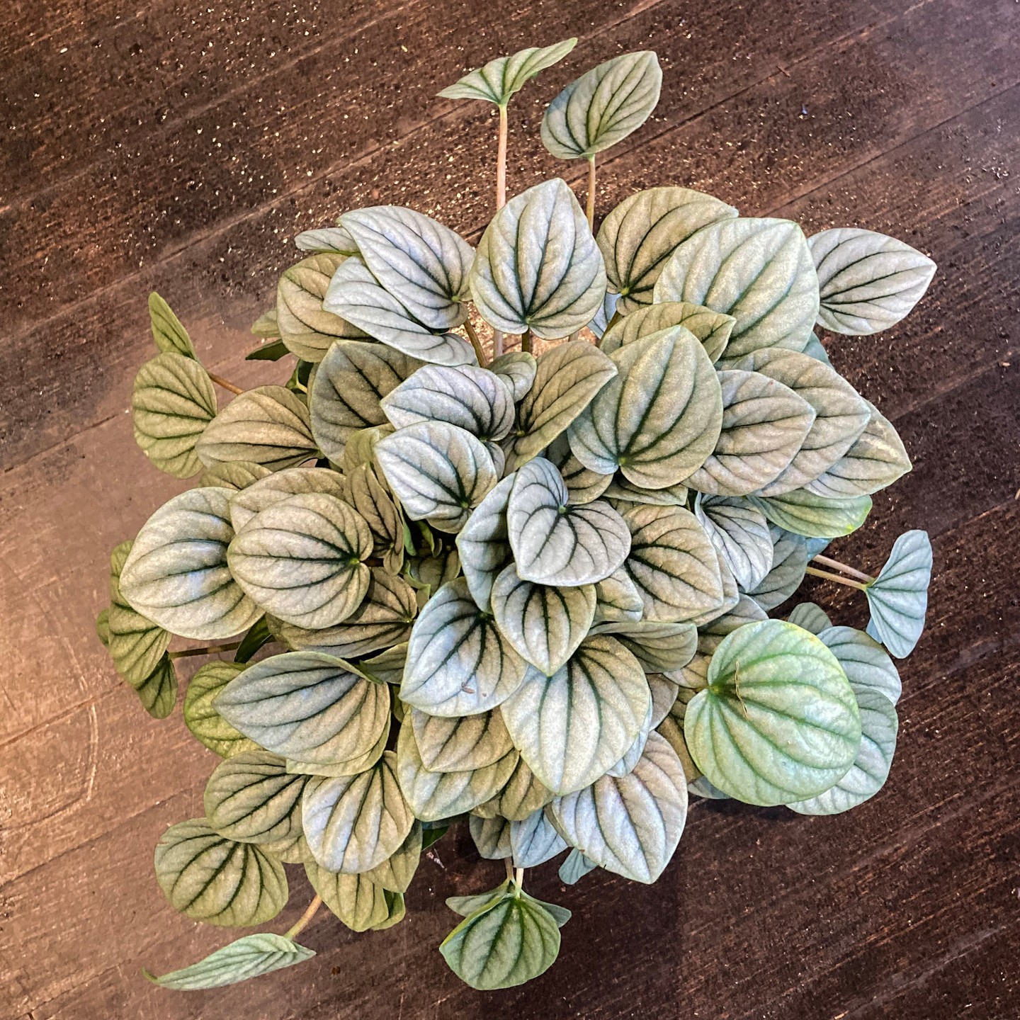 Peperomia Frost Care and Growing Guide | Plantcarefully