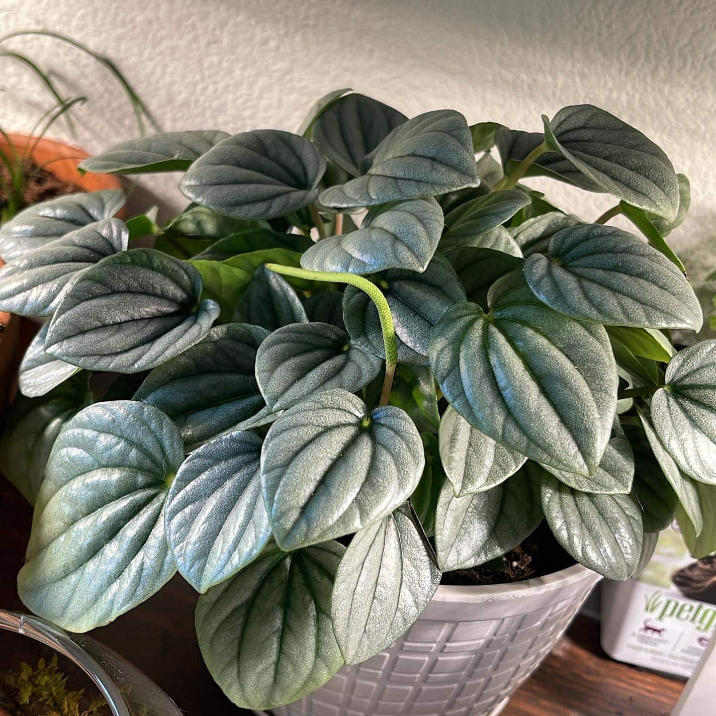 Peperomia Frost Care and Growing Guide | Plantcarefully