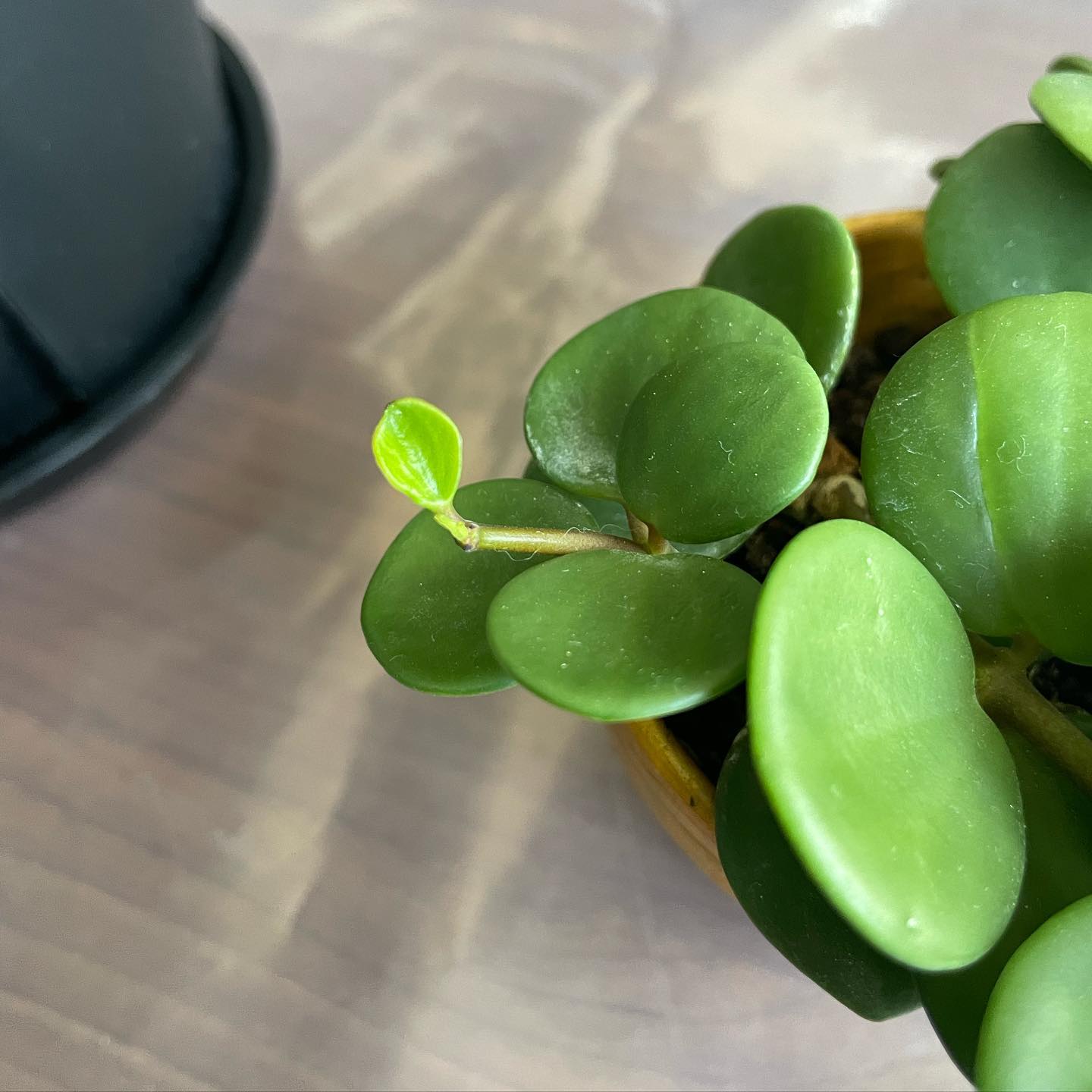 Peperomia Hope: Plant Care & Growing Tips! | Plantcarefully
