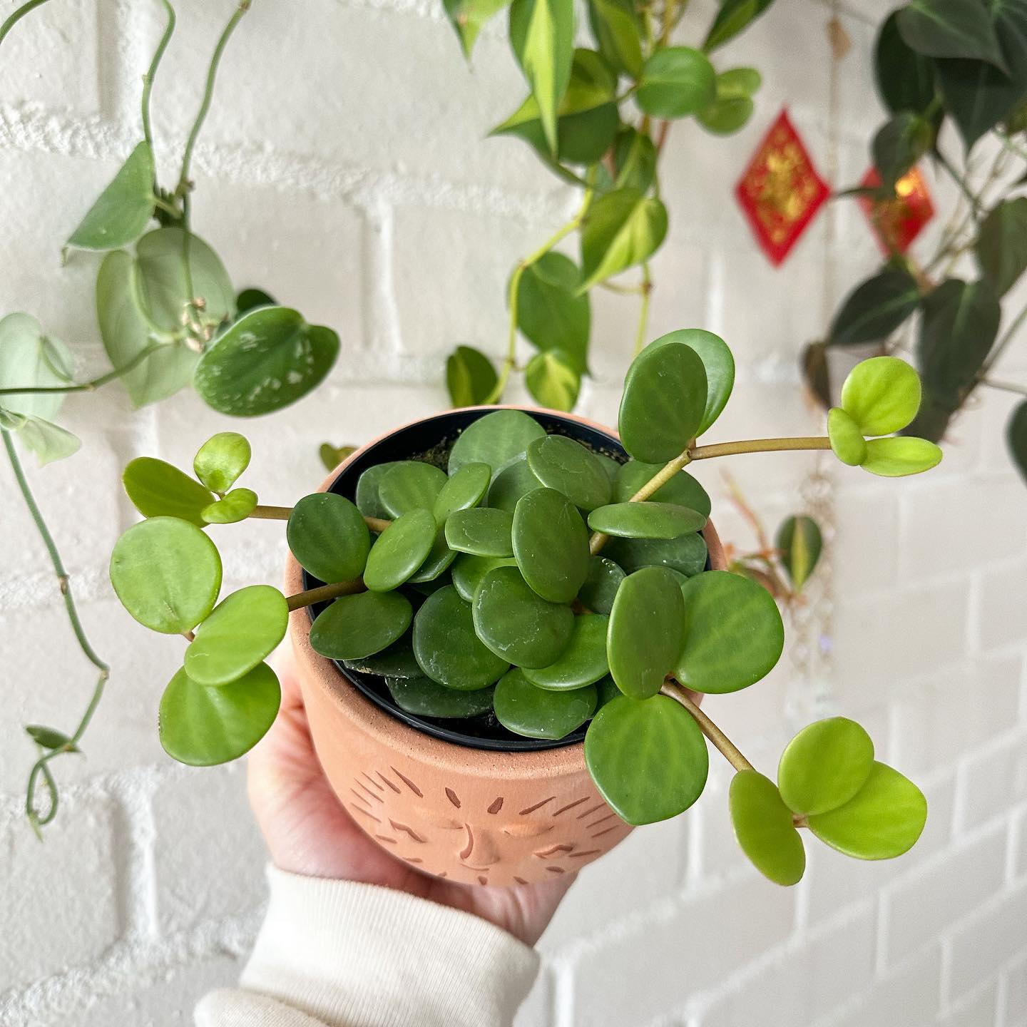 How To Care For Peperomia Hope Plant at Dennis Raleigh blog