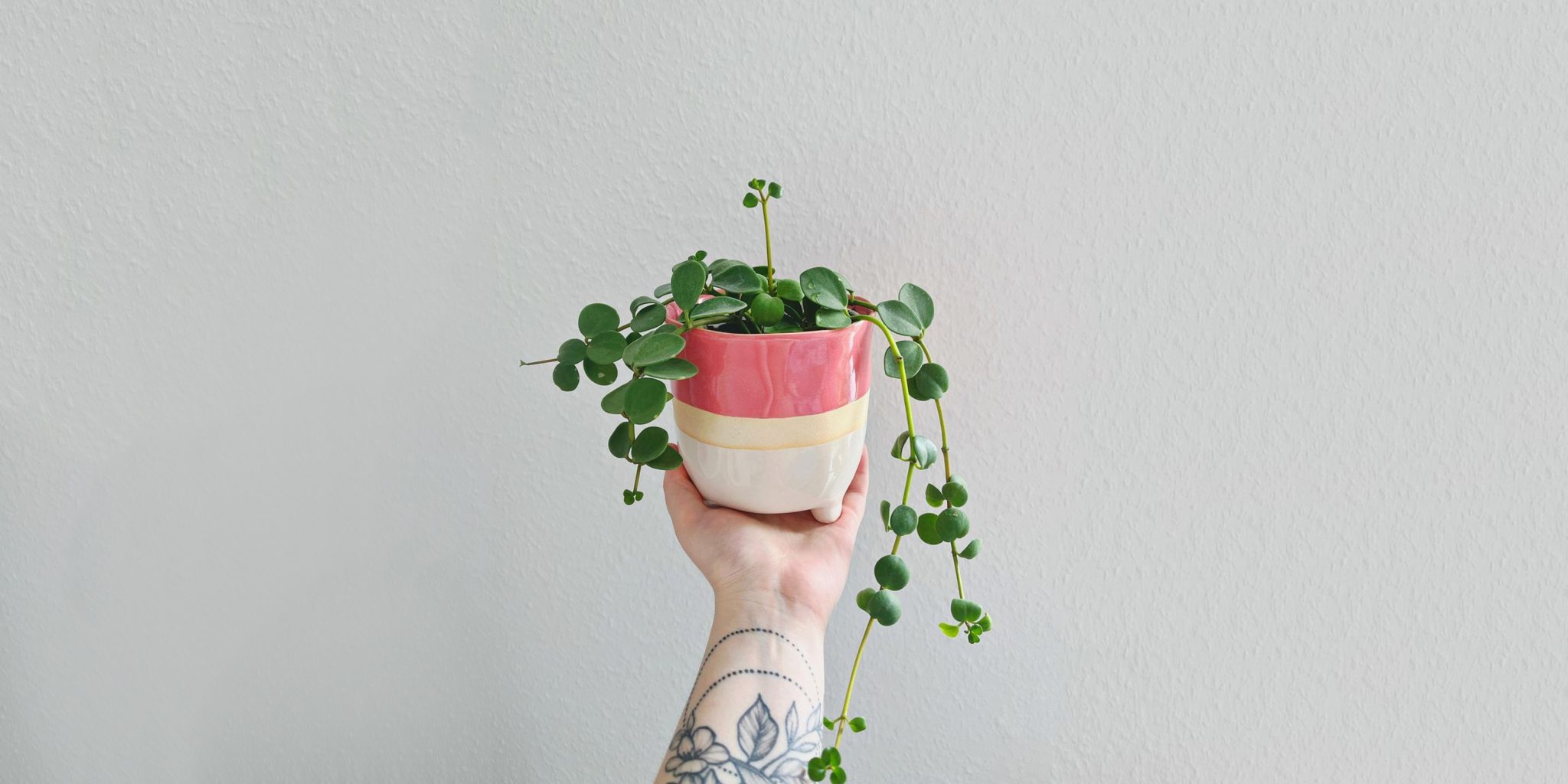 Peperomia Hope: Plant Care & Growing Tips! | Plantcarefully