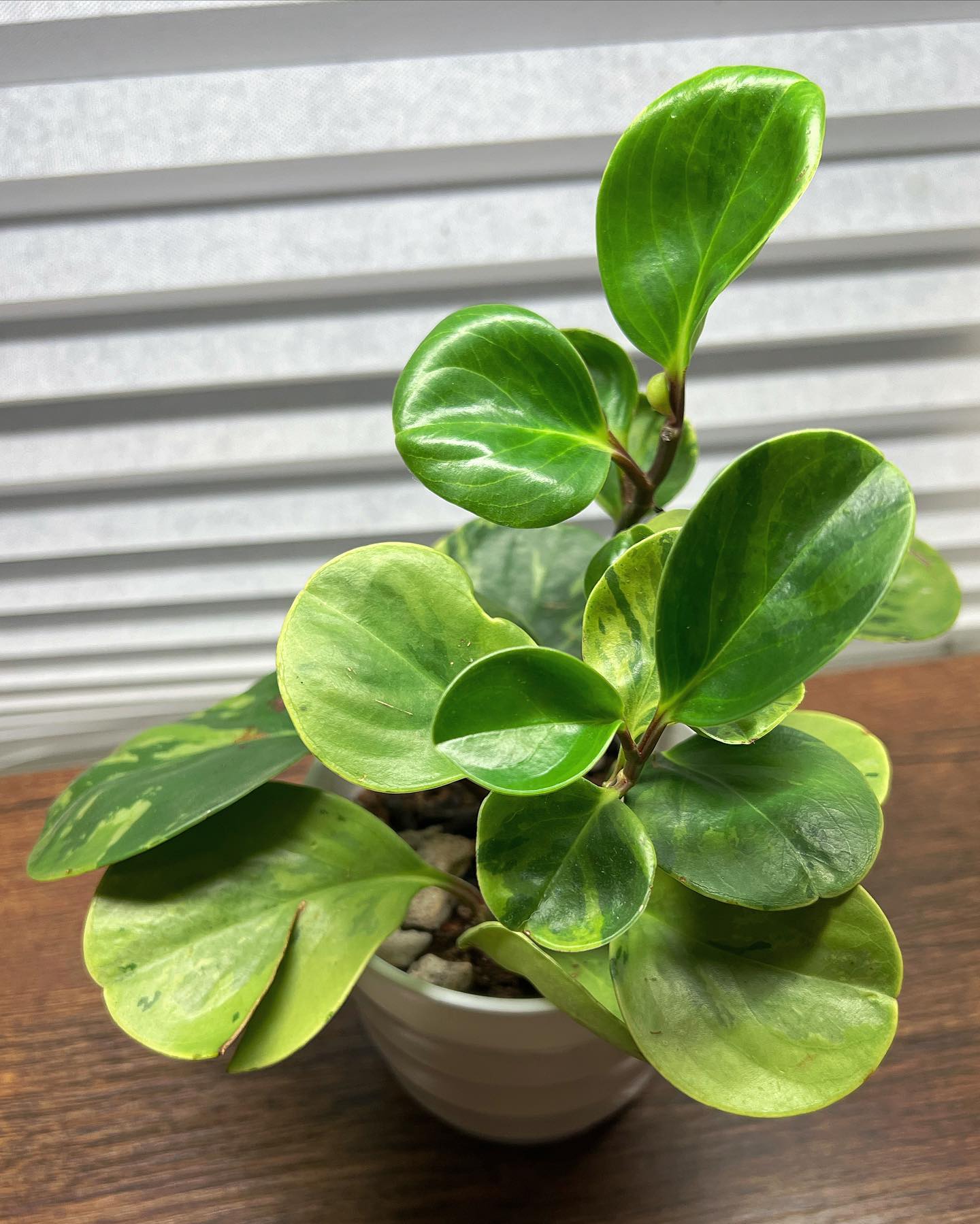 Peperomia Obtusifolia: Plant Care + Propagation! | Plantcarefully