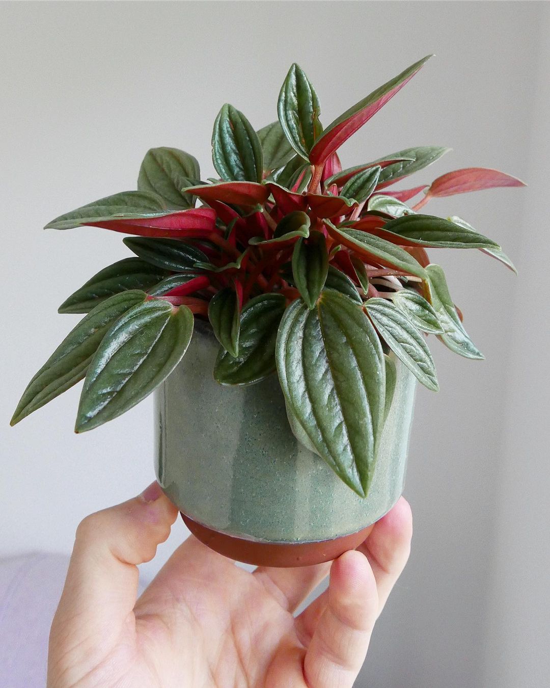 Peperomia Rosso Care and Growing Tips | Plantcarefully