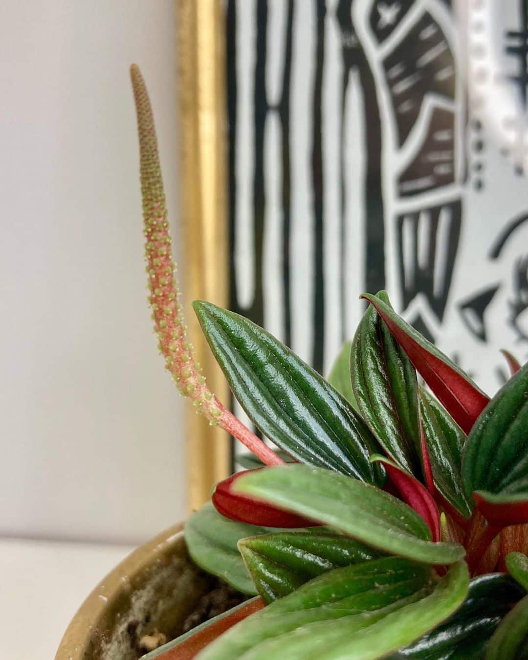 Peperomia Rosso Care and Growing Tips | Plantcarefully