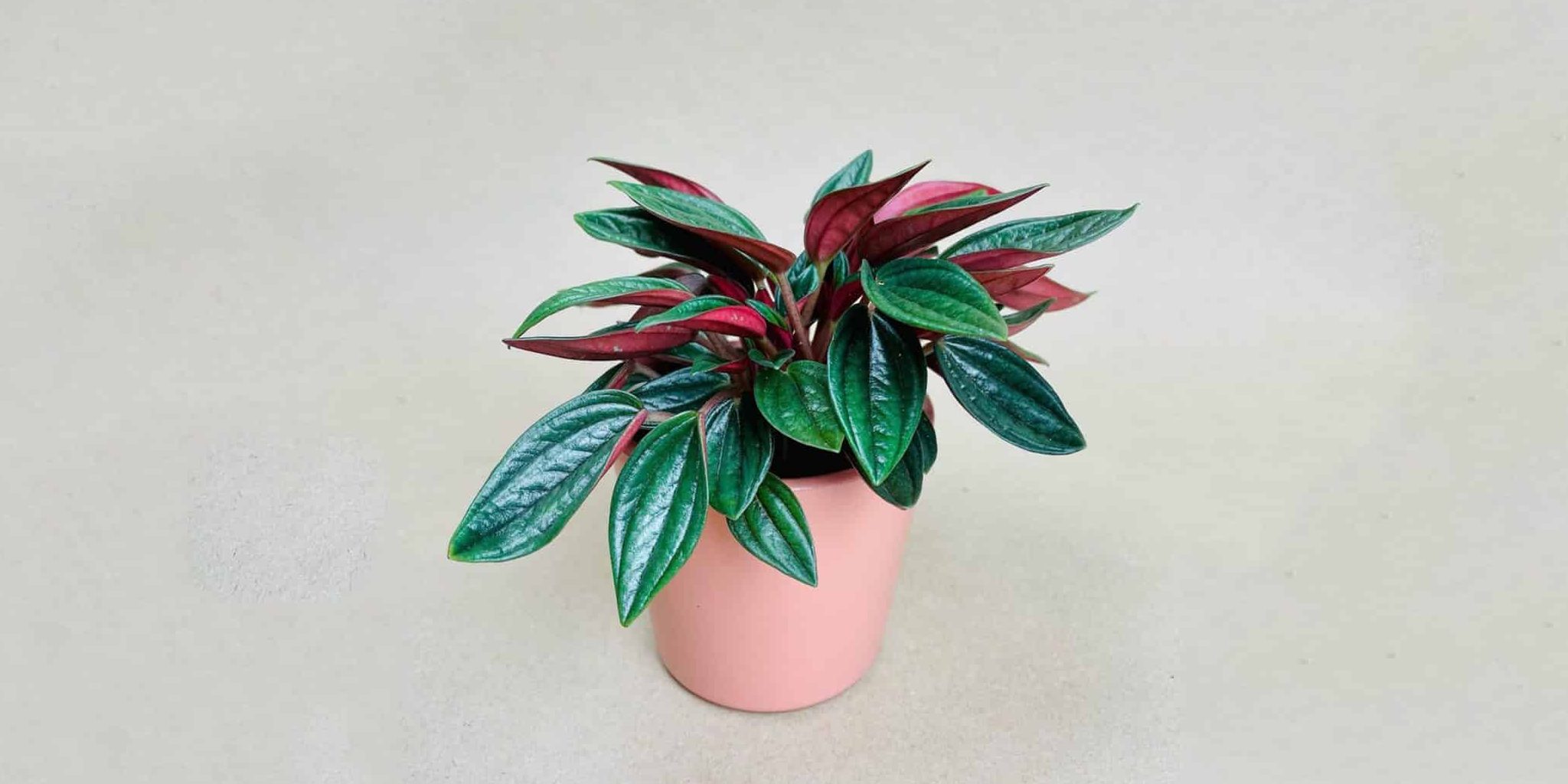 Peperomia Rosso Care and Growing Tips | Plantcarefully
