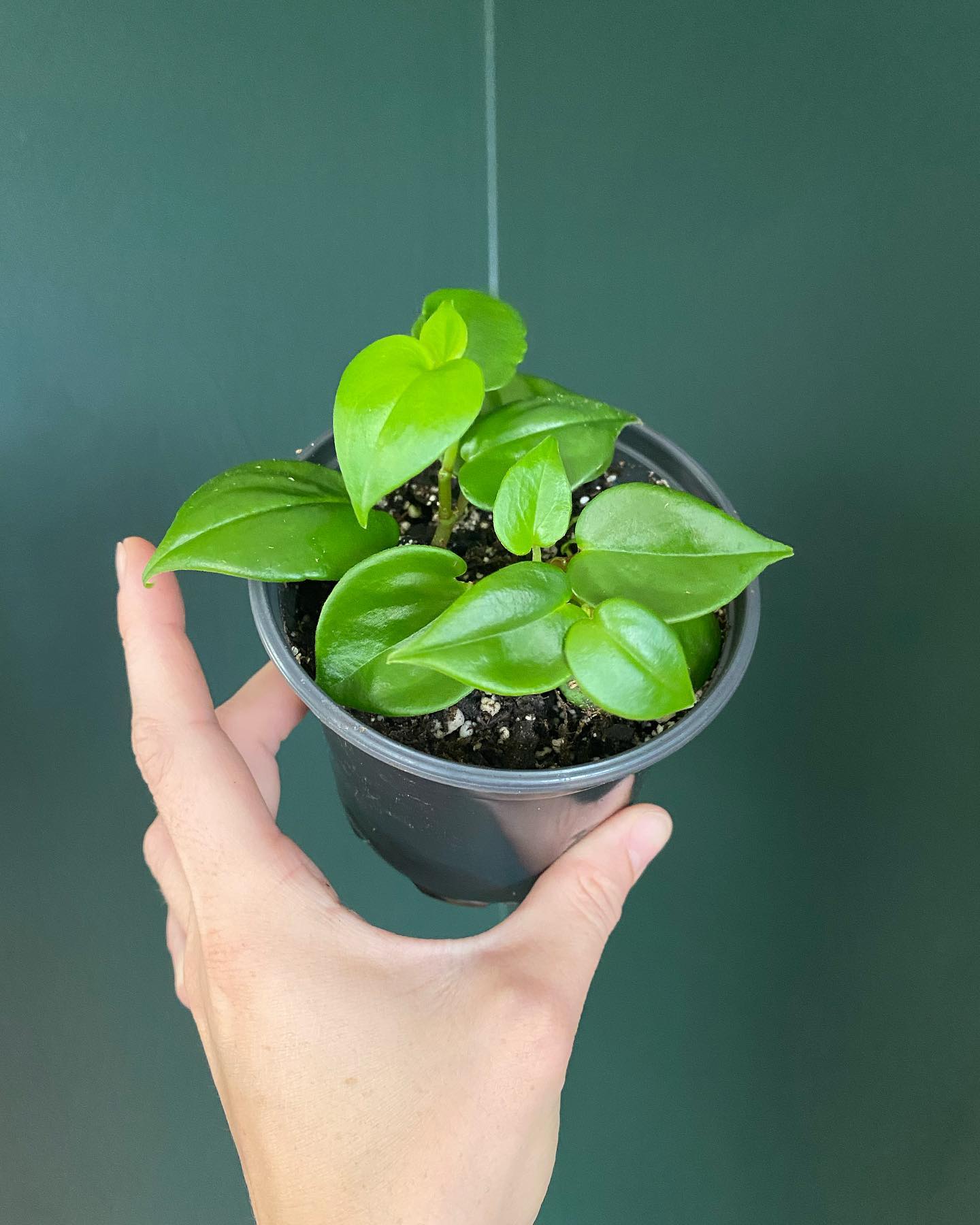 Peperomia Plants: How to Care and Find Your Perfect Plant | Plantcarefully
