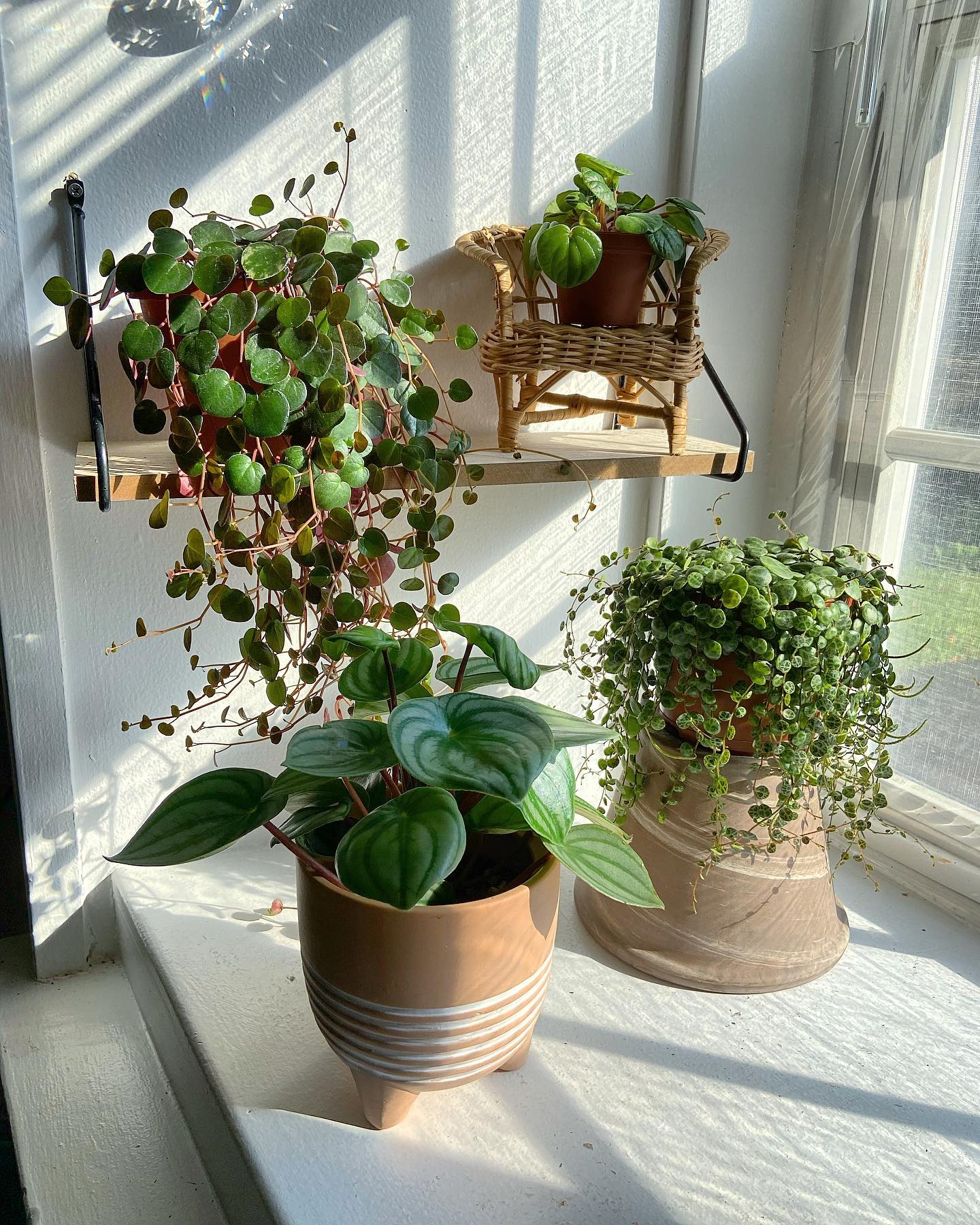 Peperomia Plants: How to Care and Find Your Perfect Plant | Plantcarefully