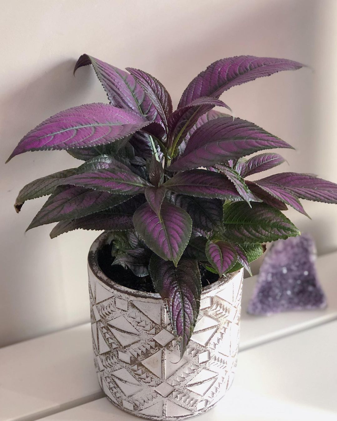 Persian Shield: Care and Growing Tips! | Plantcarefully