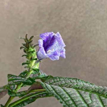 Persian Shield: Care and Growing Tips! | Plantcarefully