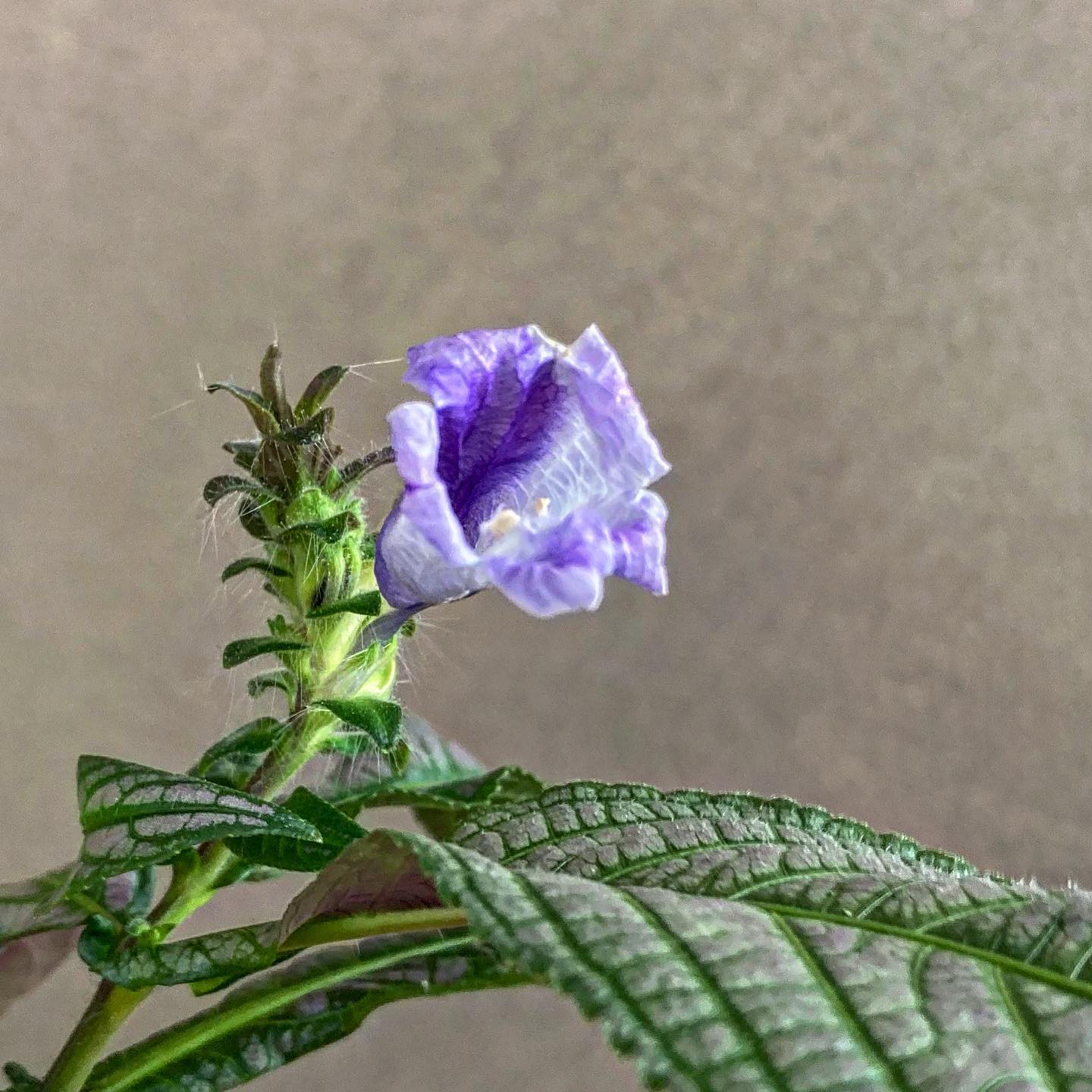 Persian Shield: Care and Growing Tips! | Plantcarefully