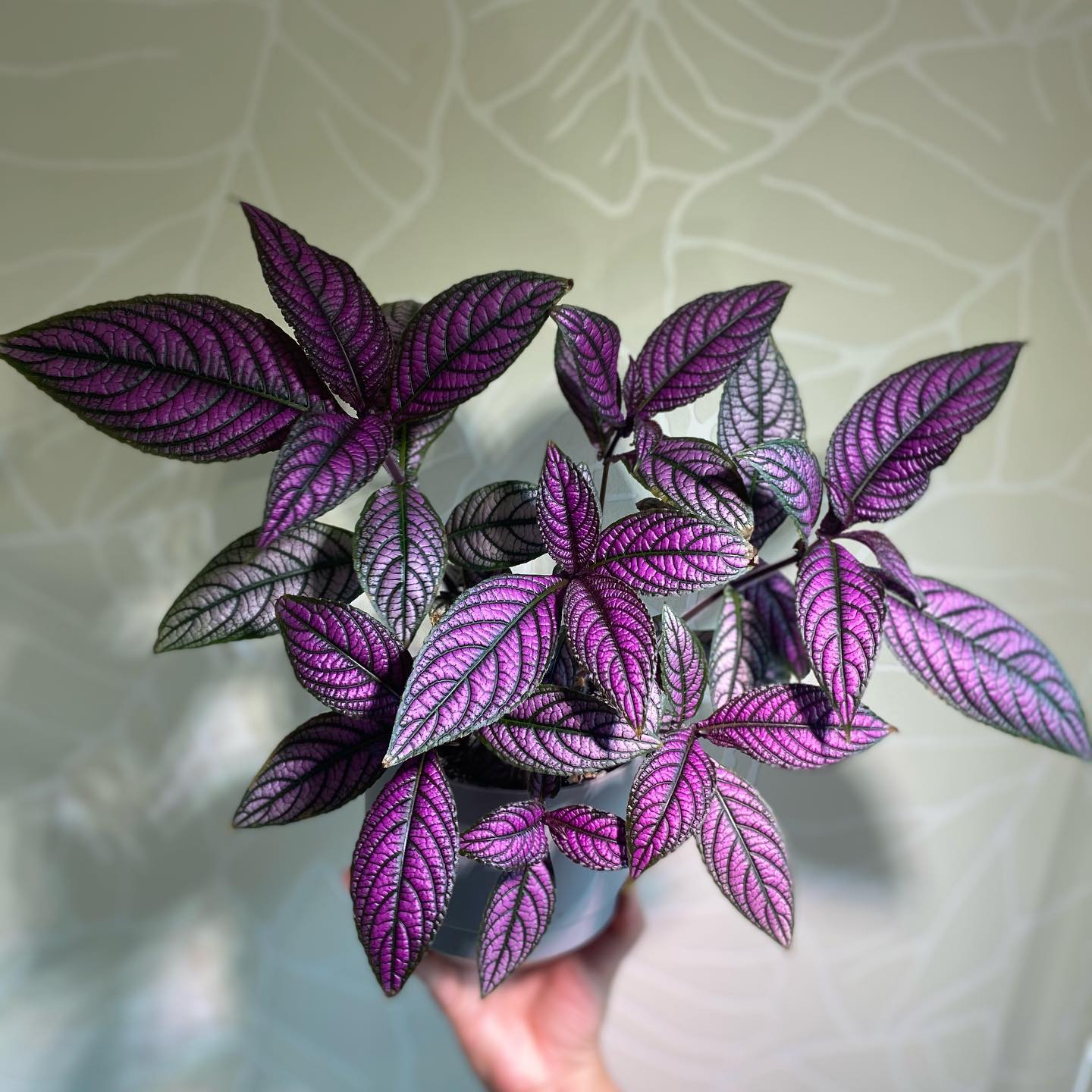 Persian Shield: Care and Growing Tips! | Plantcarefully