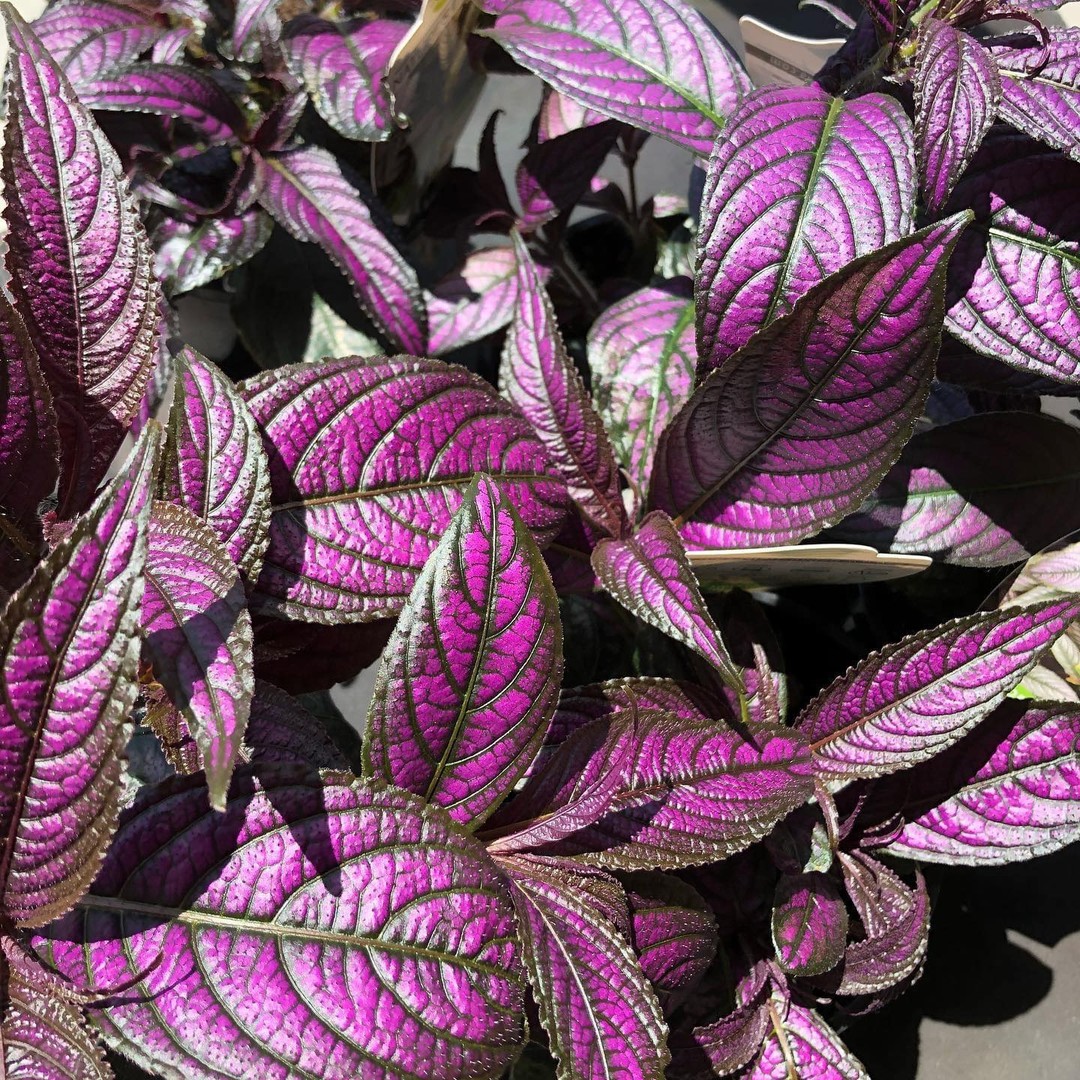 Persian Shield: Care and Growing Tips! | Plantcarefully