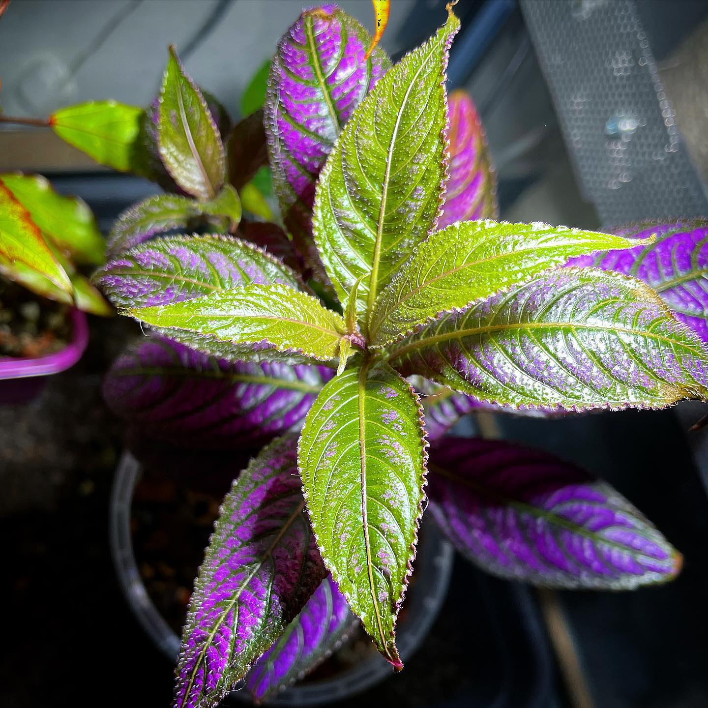 Persian Shield: Care and Growing Tips! | Plantcarefully