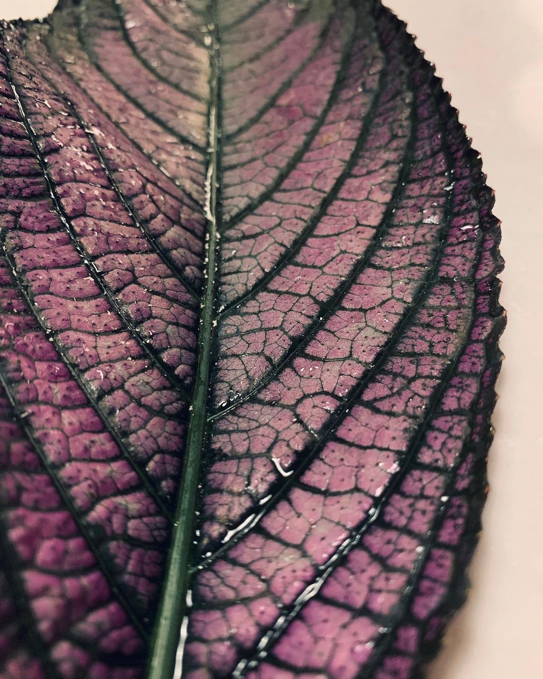Persian Shield: Care and Growing Tips! | Plantcarefully