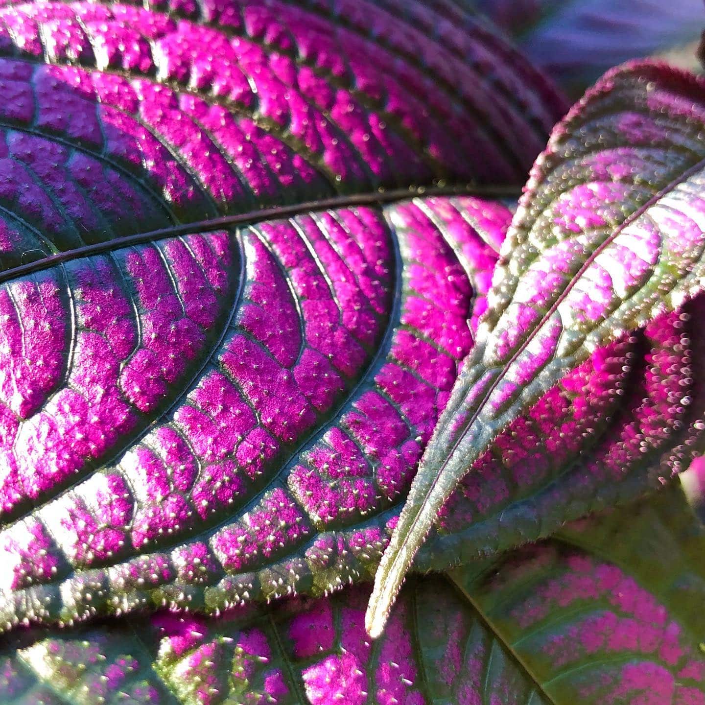 Persian Shield: Care and Growing Tips! | Plantcarefully