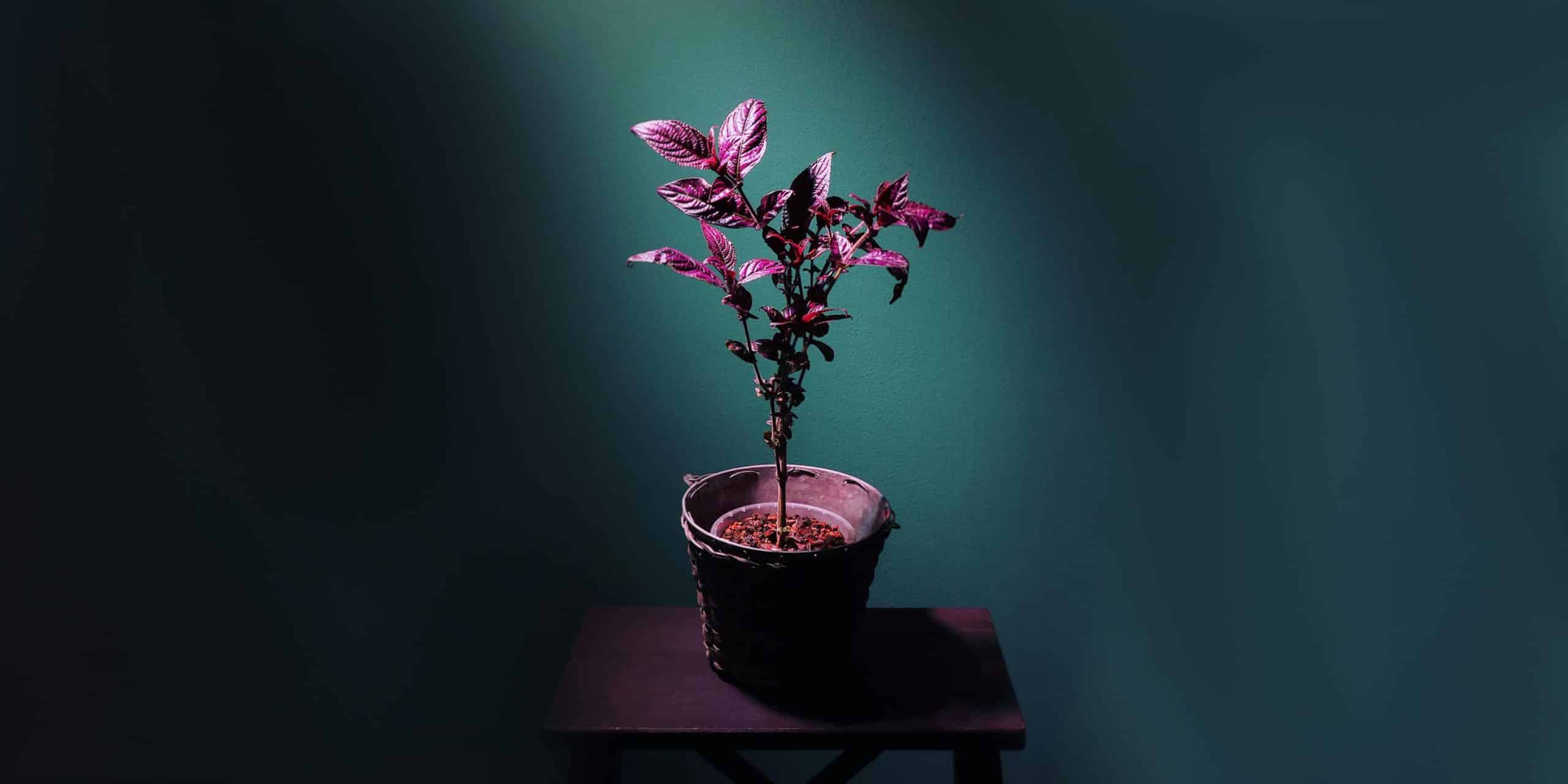 Persian Shield: Care and Growing Tips! | Plantcarefully