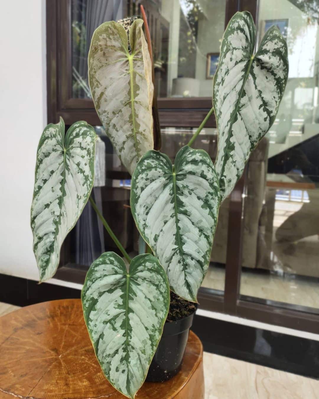 Philodendron Brandtianum Care and Growing Guide | Plantcarefully