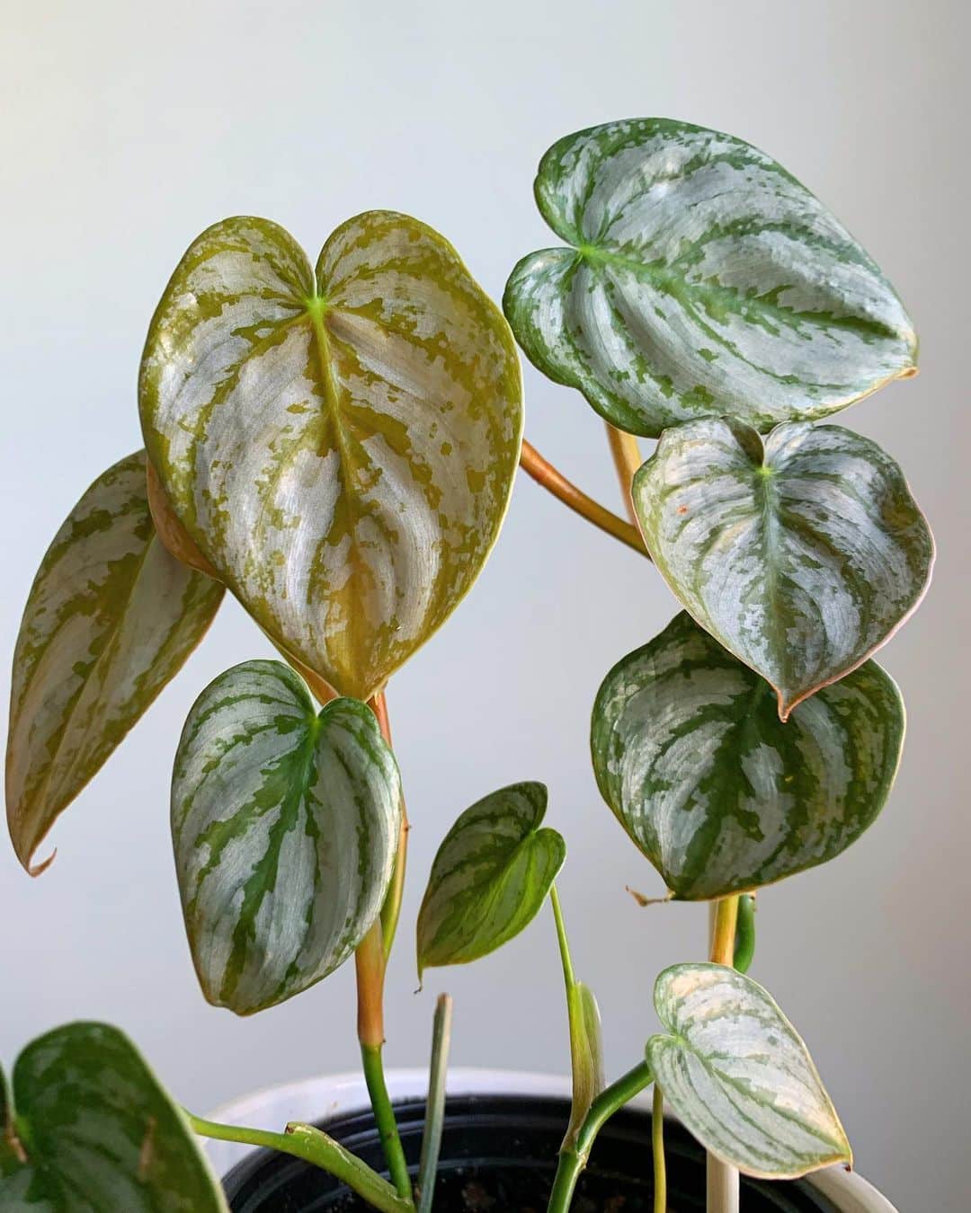 Philodendron Brandtianum Care and Growing Guide | Plantcarefully