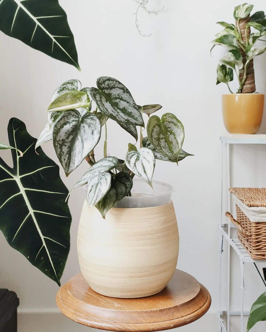 Philodendron Brandtianum Care and Growing Guide | Plantcarefully