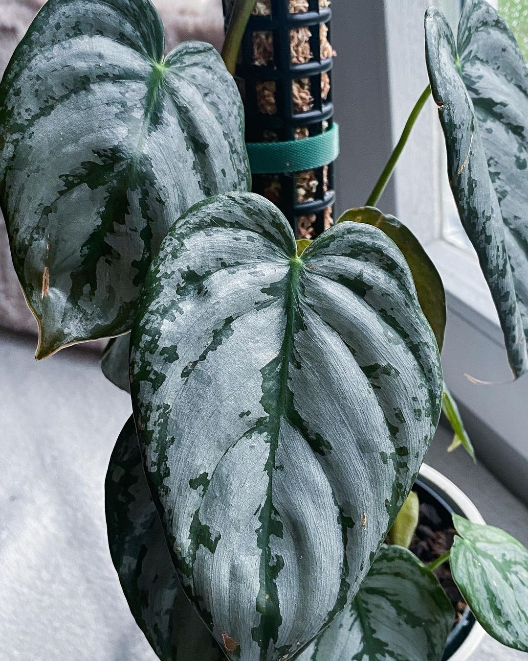 Philodendron Brandtianum Care and Growing Guide | Plantcarefully