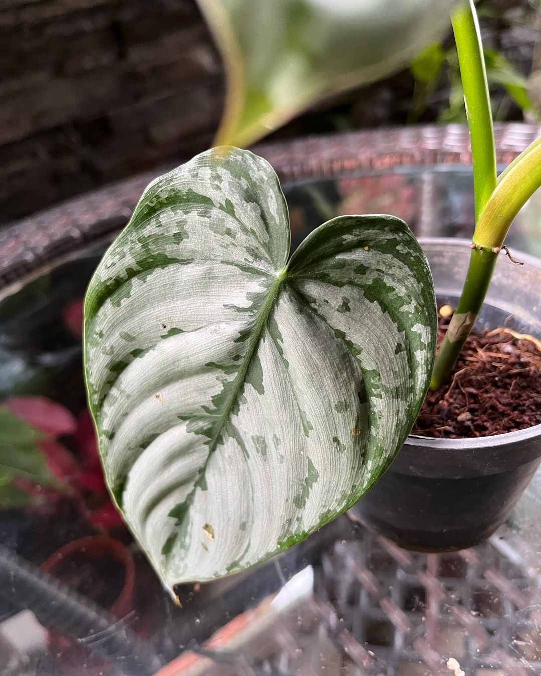 Philodendron Brandtianum Care and Growing Guide | Plantcarefully