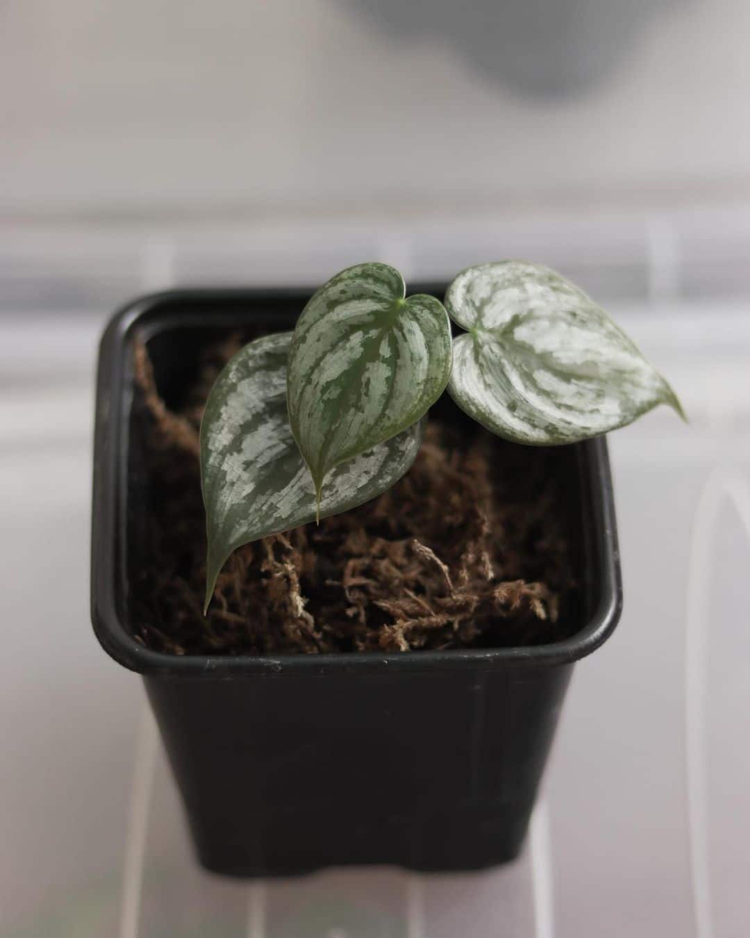 Philodendron Brandtianum Care and Growing Guide | Plantcarefully
