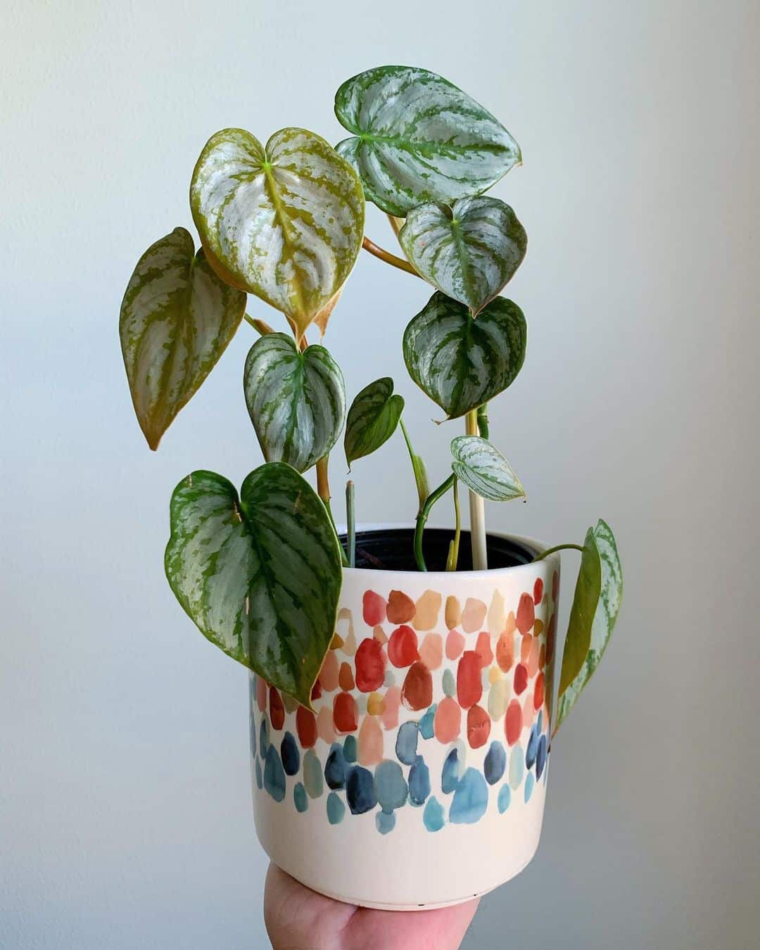 Philodendron Brandtianum Care and Growing Guide | Plantcarefully