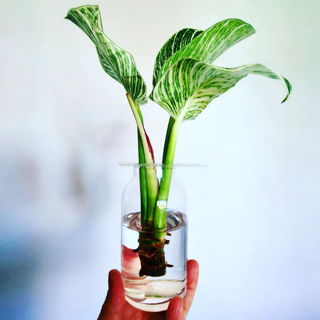Philodendron Birkin Plant Care and Growing Guide | Plantcarefully