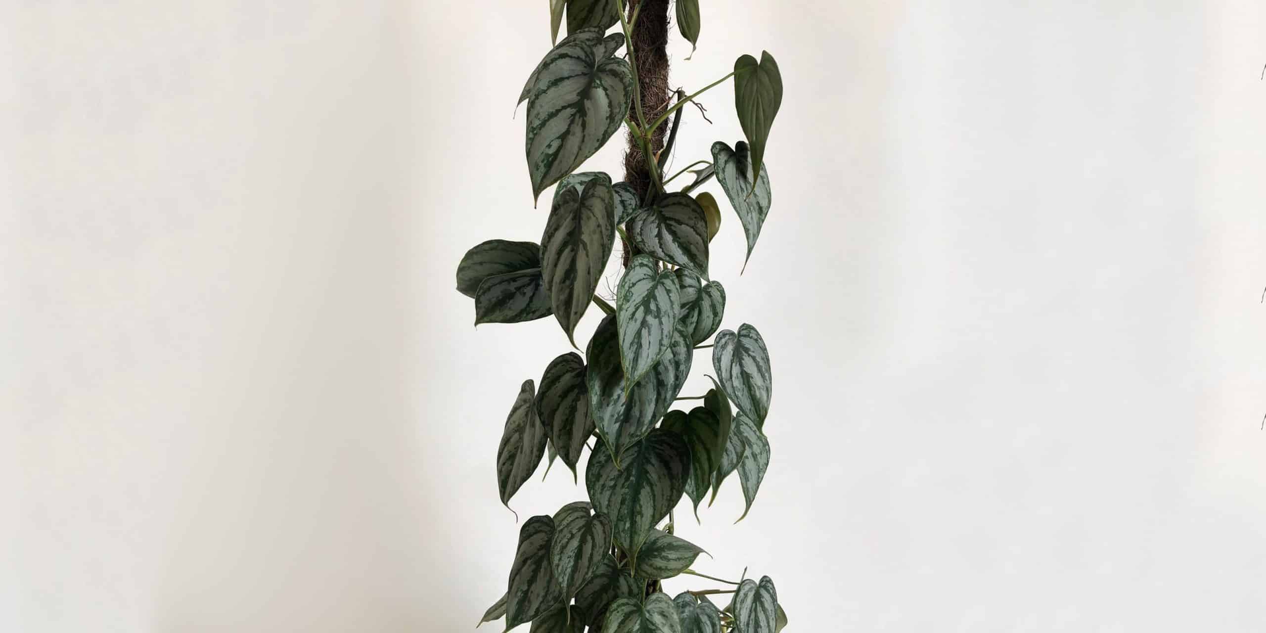Philodendron Brandtianum Care and Growing Guide | Plantcarefully