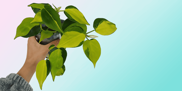 Philodendron Brasil: Care and Propagation | Plantcarefully
