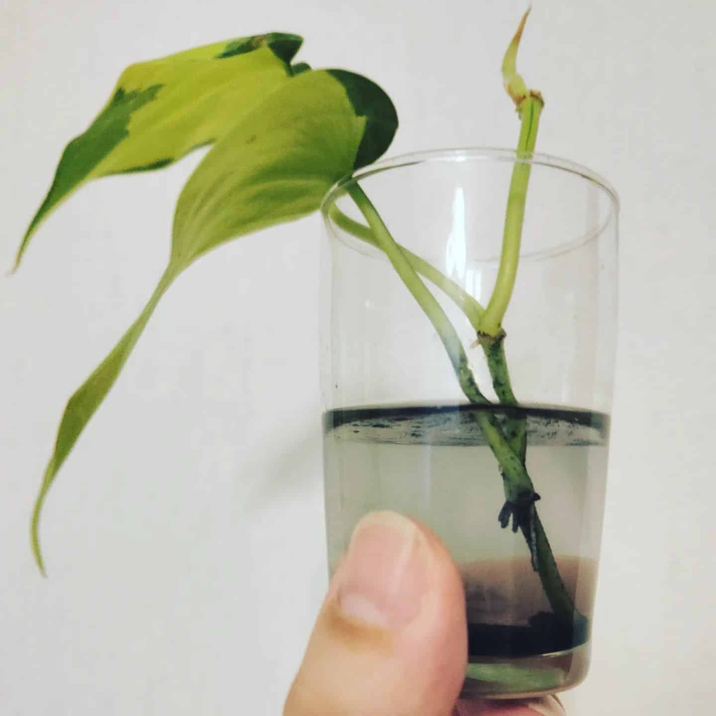 Philodendron Brasil: Care and Propagation | Plantcarefully