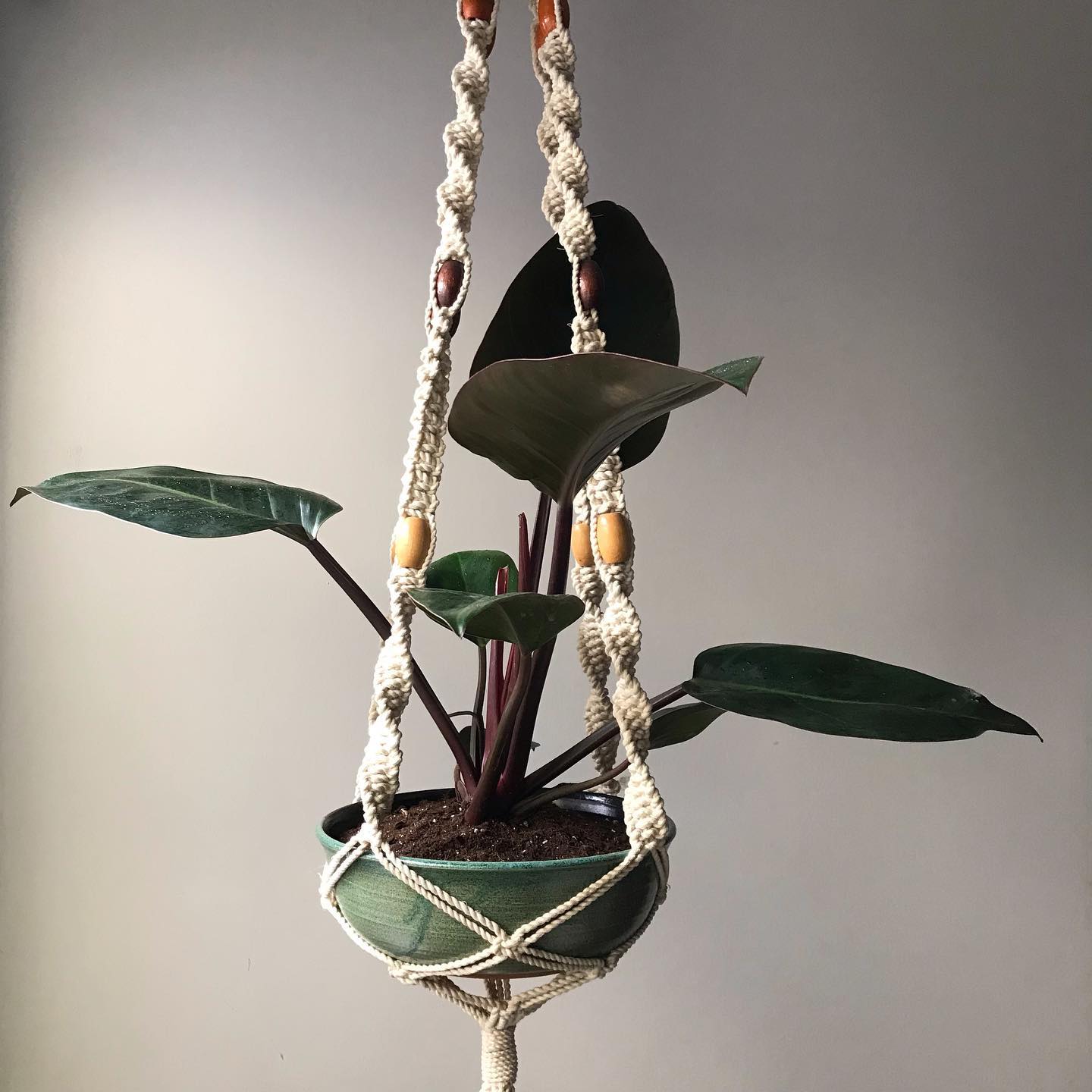 Philodendron Congo Rojo Care and Growing Guide | Plantcarefully