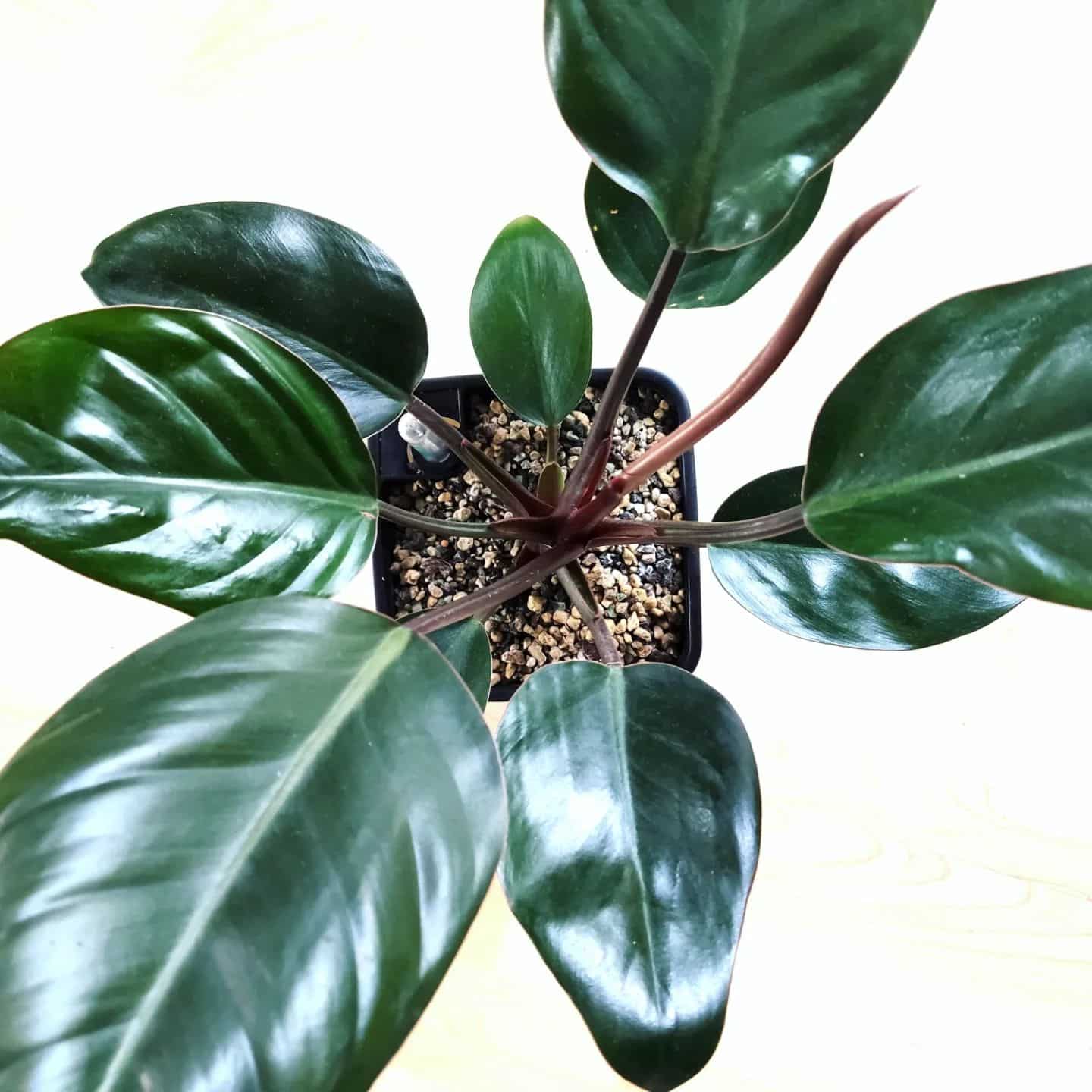 Philodendron Congo Rojo Care and Growing Guide | Plantcarefully