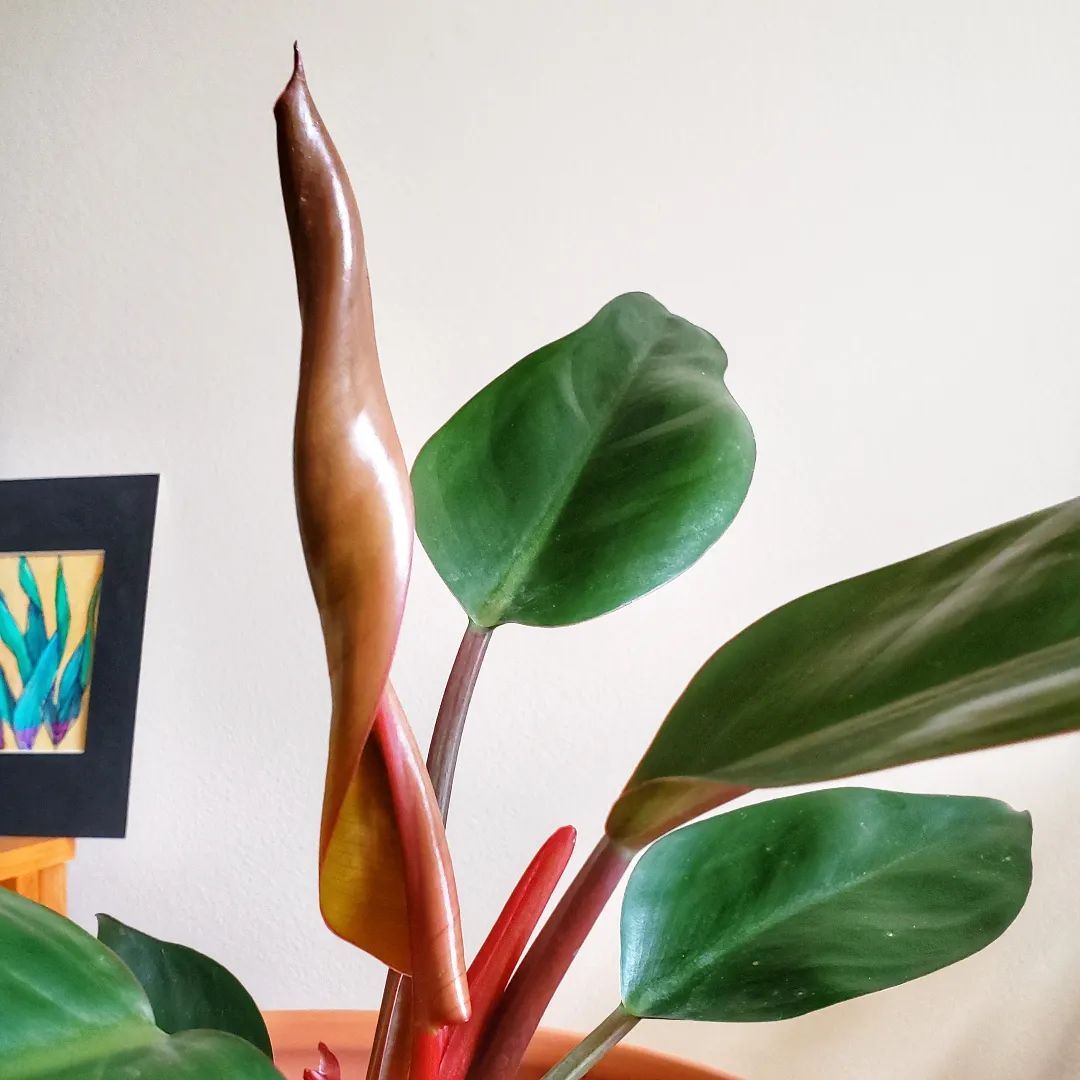 Philodendron Congo Rojo Care and Growing Guide | Plantcarefully
