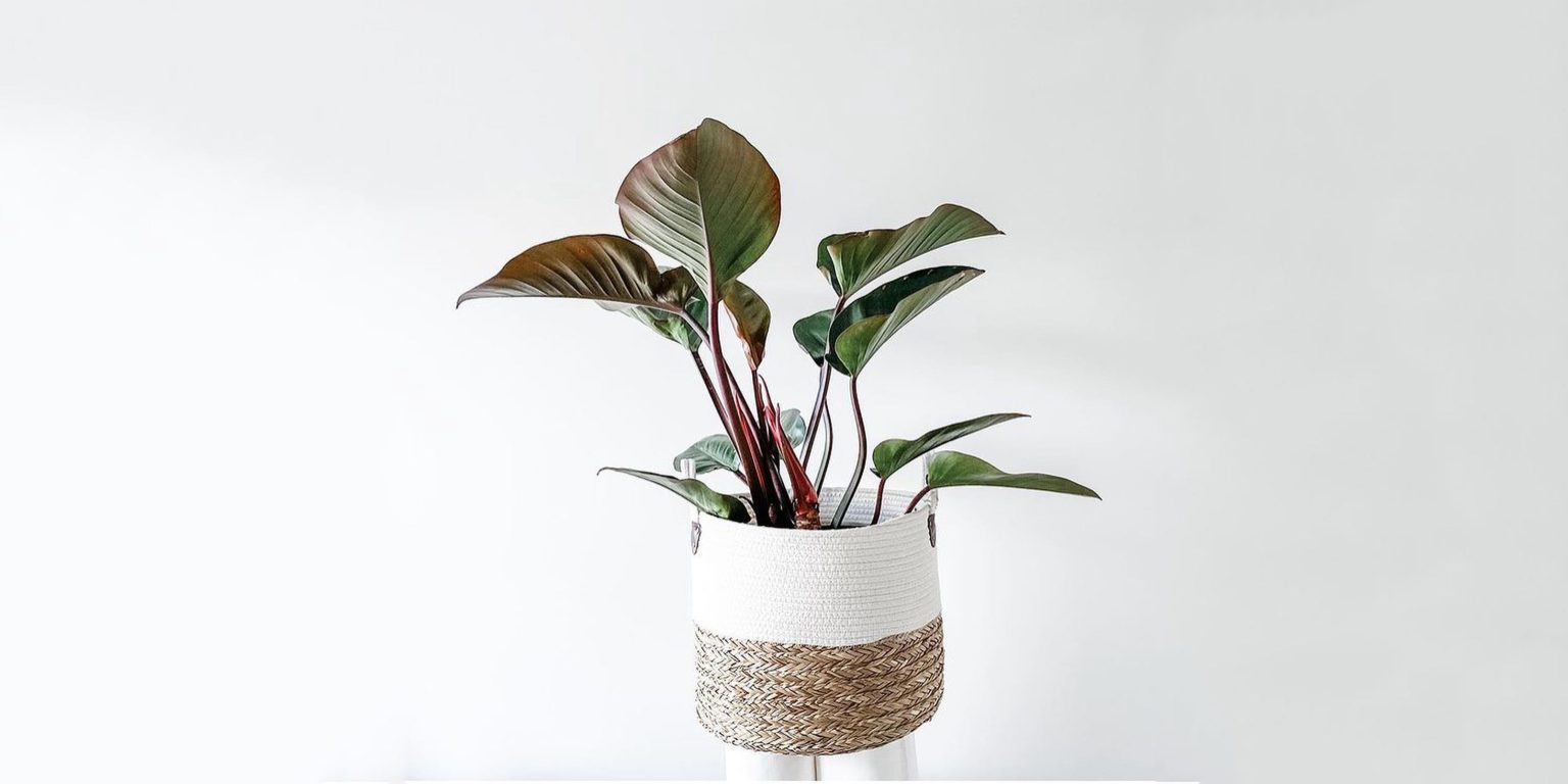 Philodendron Congo Rojo Care and Growing Guide | Plantcarefully