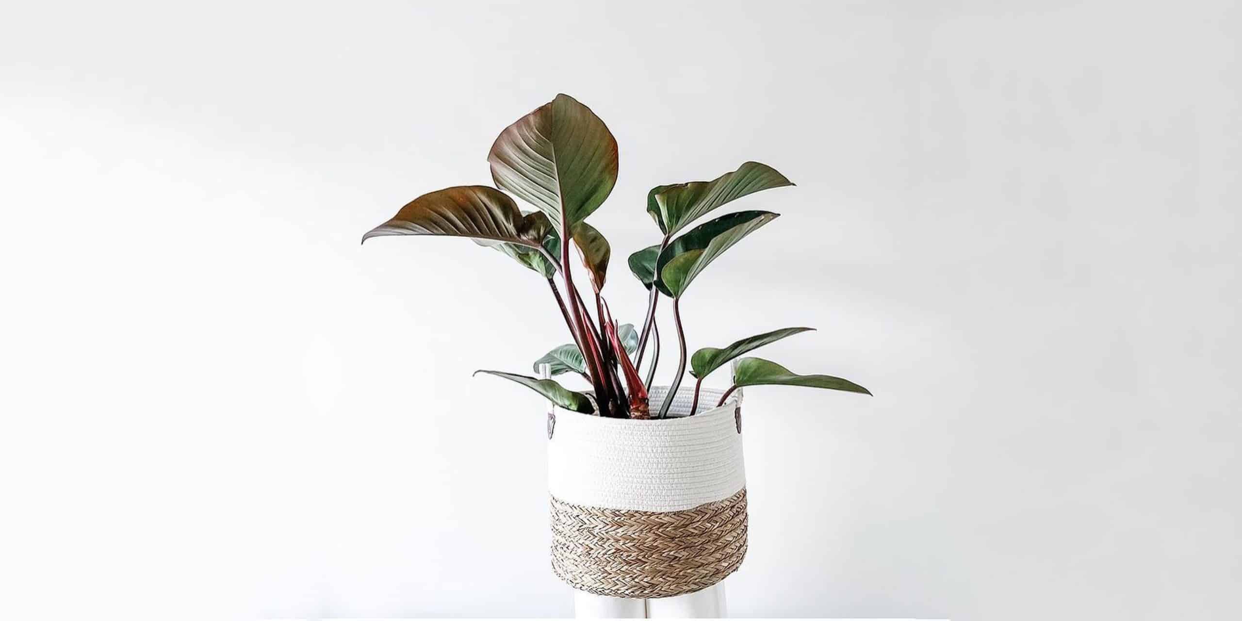 Philodendron Congo Rojo Care and Growing Guide | Plantcarefully