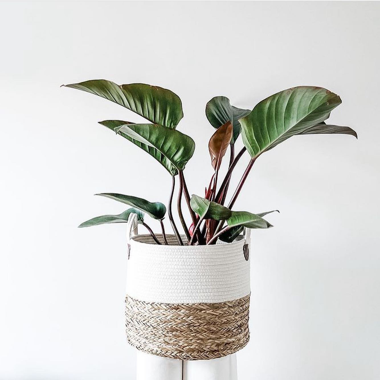 Philodendron Congo Rojo Care and Growing Guide | Plantcarefully