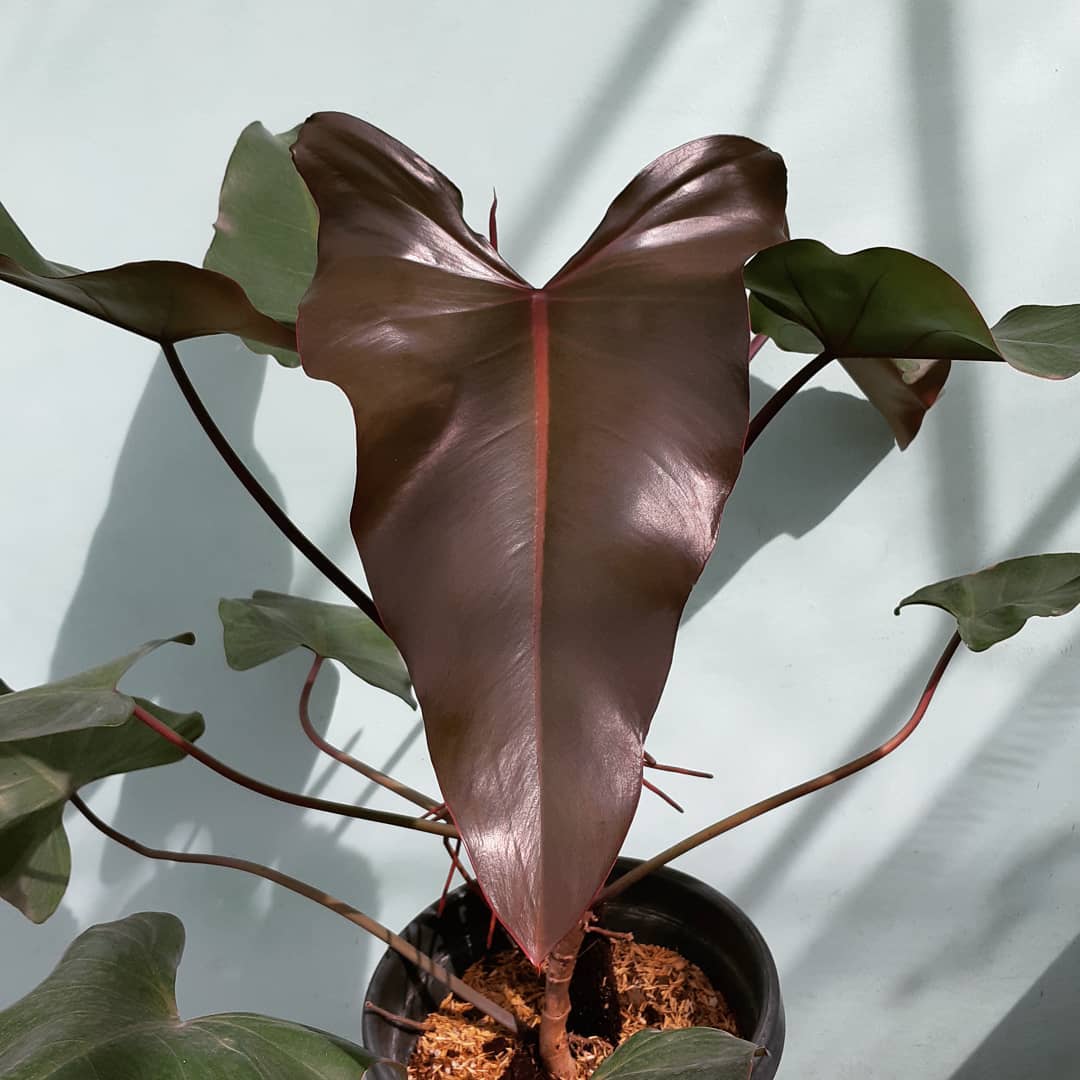 Philodendron Dark Lord Care and Growing Guide | Plantcarefully