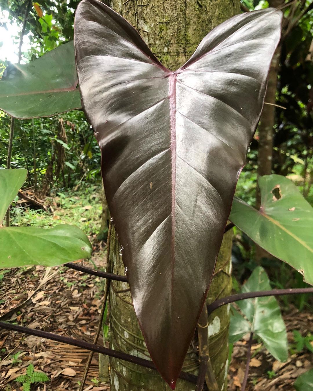 Philodendron Dark Lord Care and Growing Guide | Plantcarefully