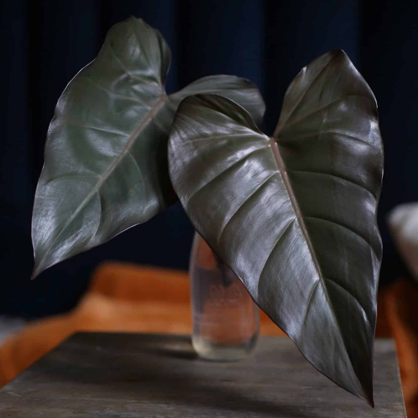 Philodendron Dark Lord Care and Growing Guide | Plantcarefully